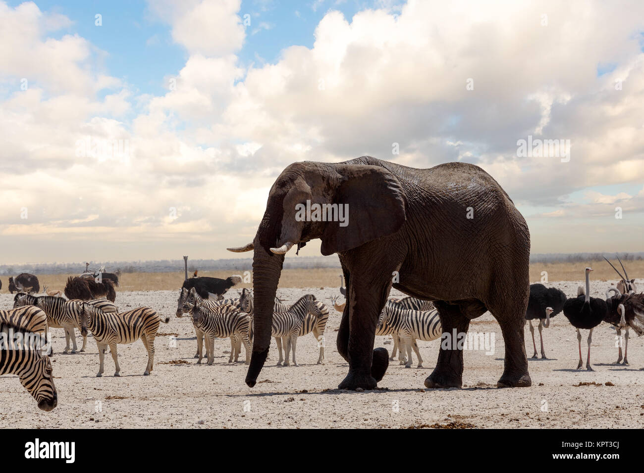 Ombika hi-res stock photography and images - Alamy