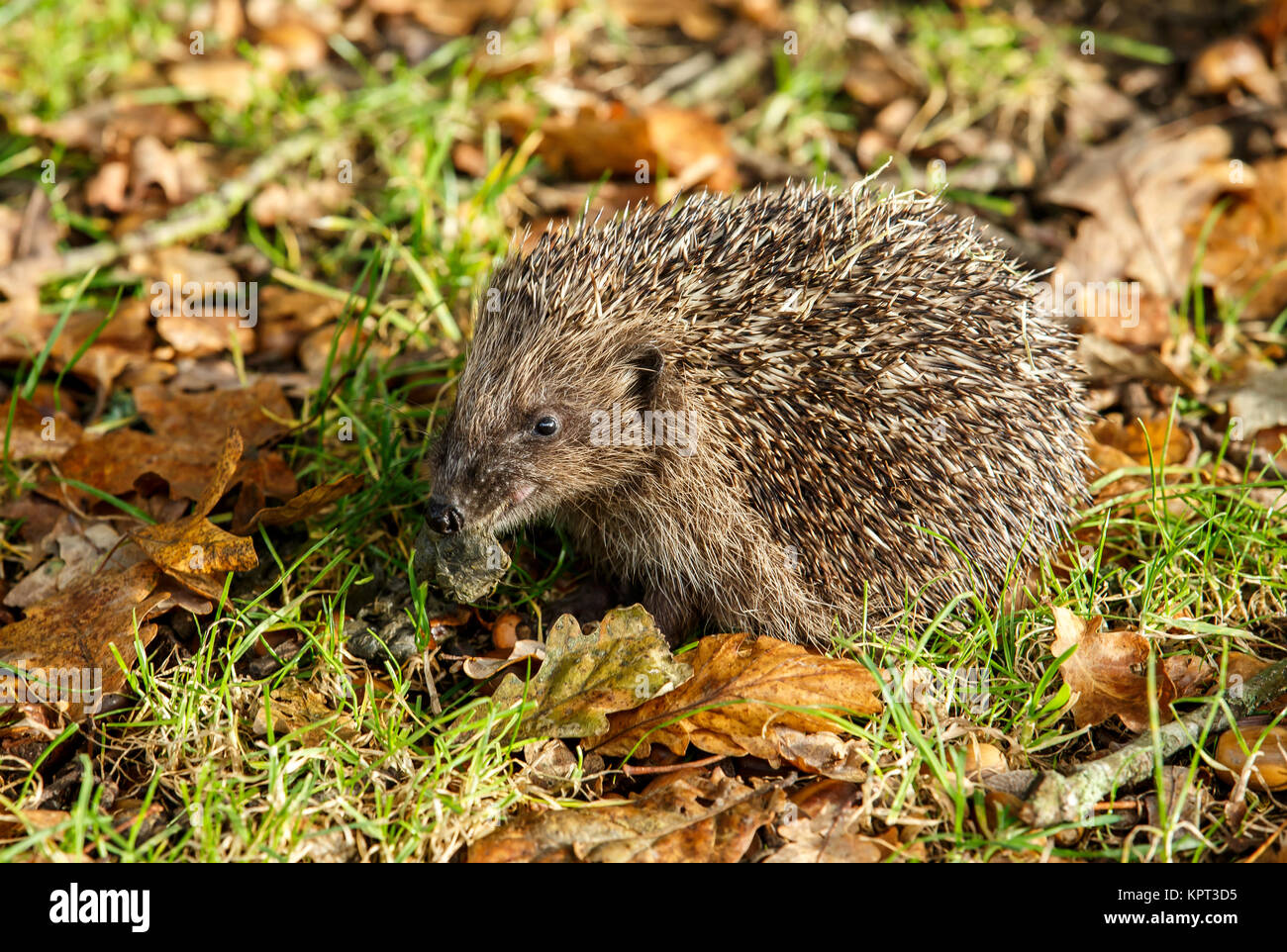 West european hedgehogs hi-res stock photography and images - Alamy