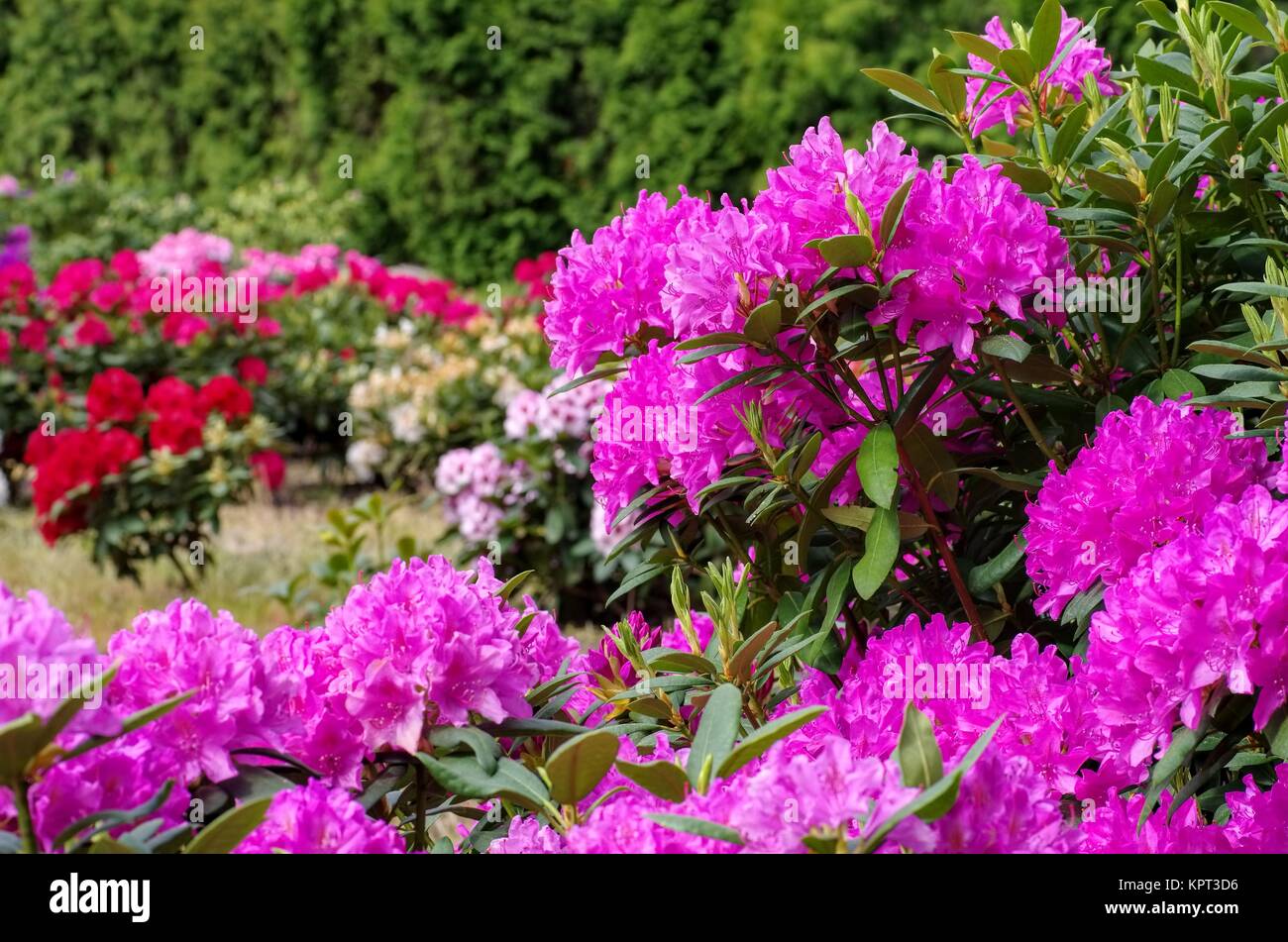 Rhododendron im Frühling - many Rhododendron plants in spring Stock ...