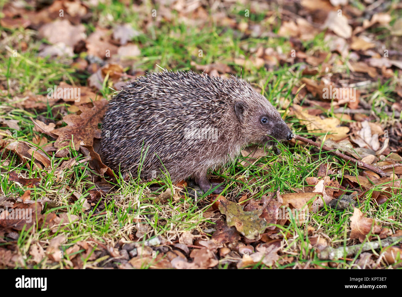 West european hedgehogs hi-res stock photography and images - Alamy