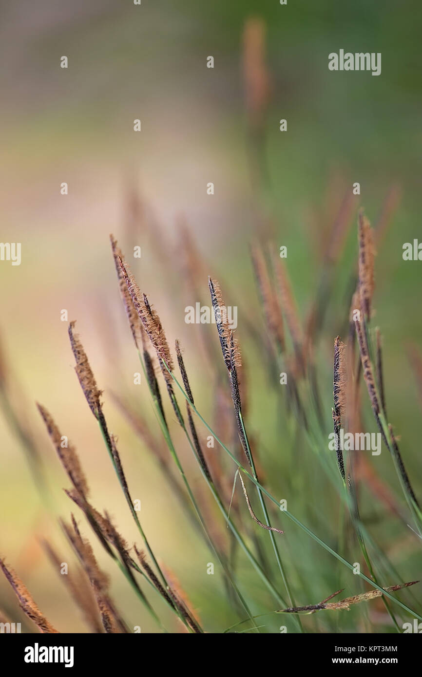 Grass in the wind Stock Photo - Alamy