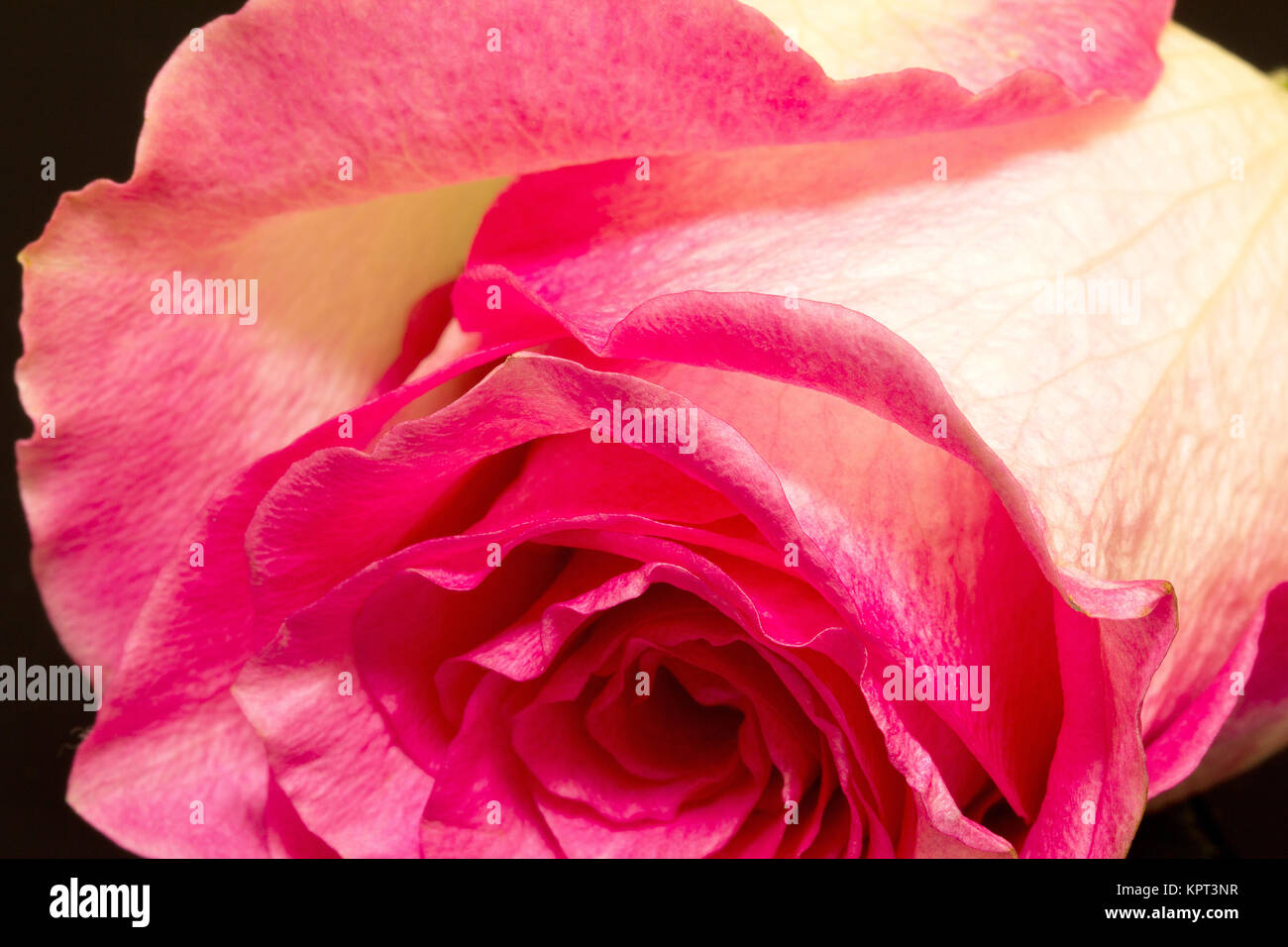 pink rose on black background, macro Stock Photo - Alamy