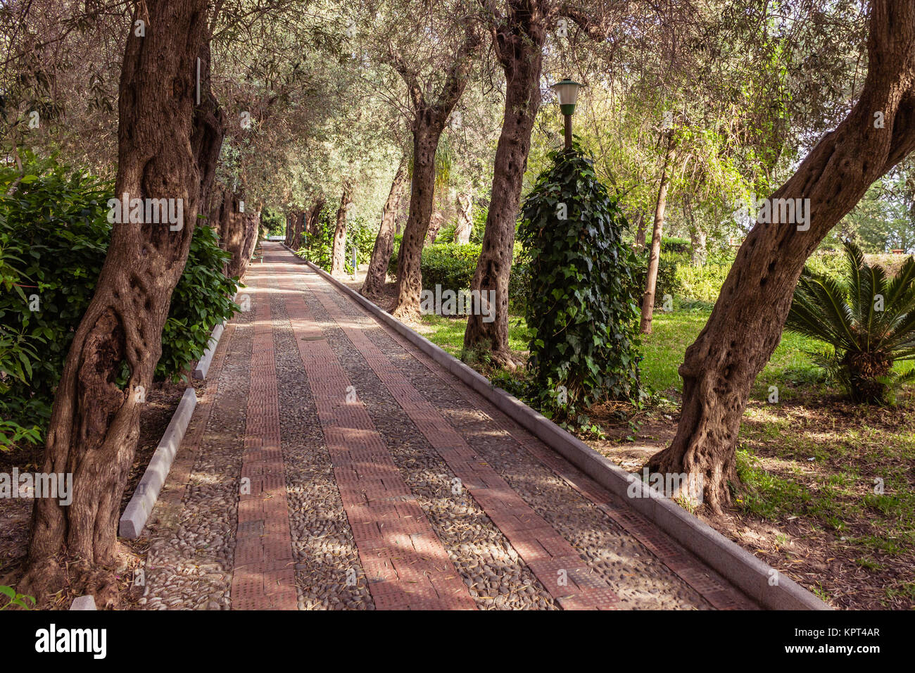 Avenue of olive trees lining the pavement in the park Stock Photo - Alamy