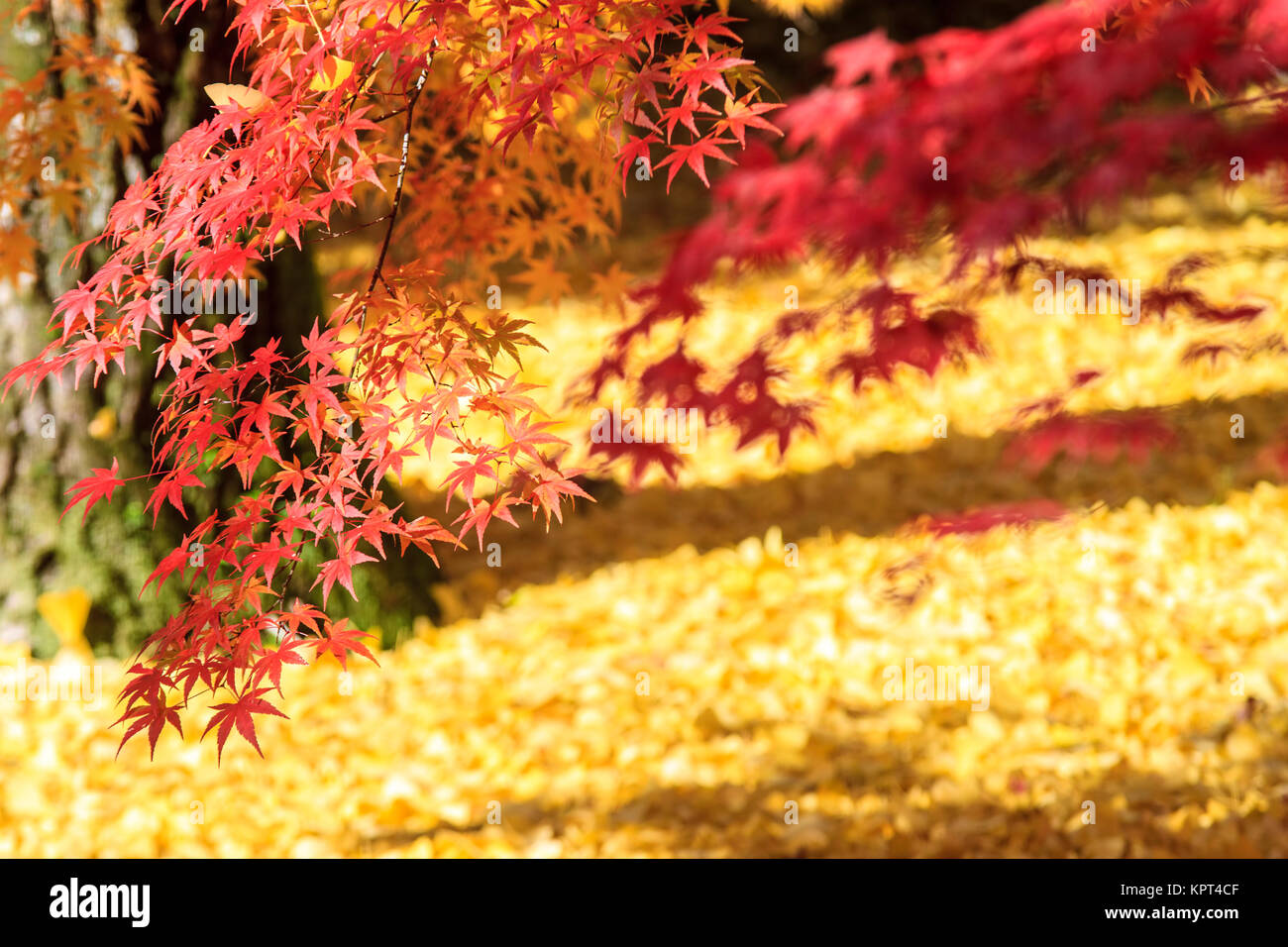 The maple season at fall with nice background color Stock Photo - Alamy