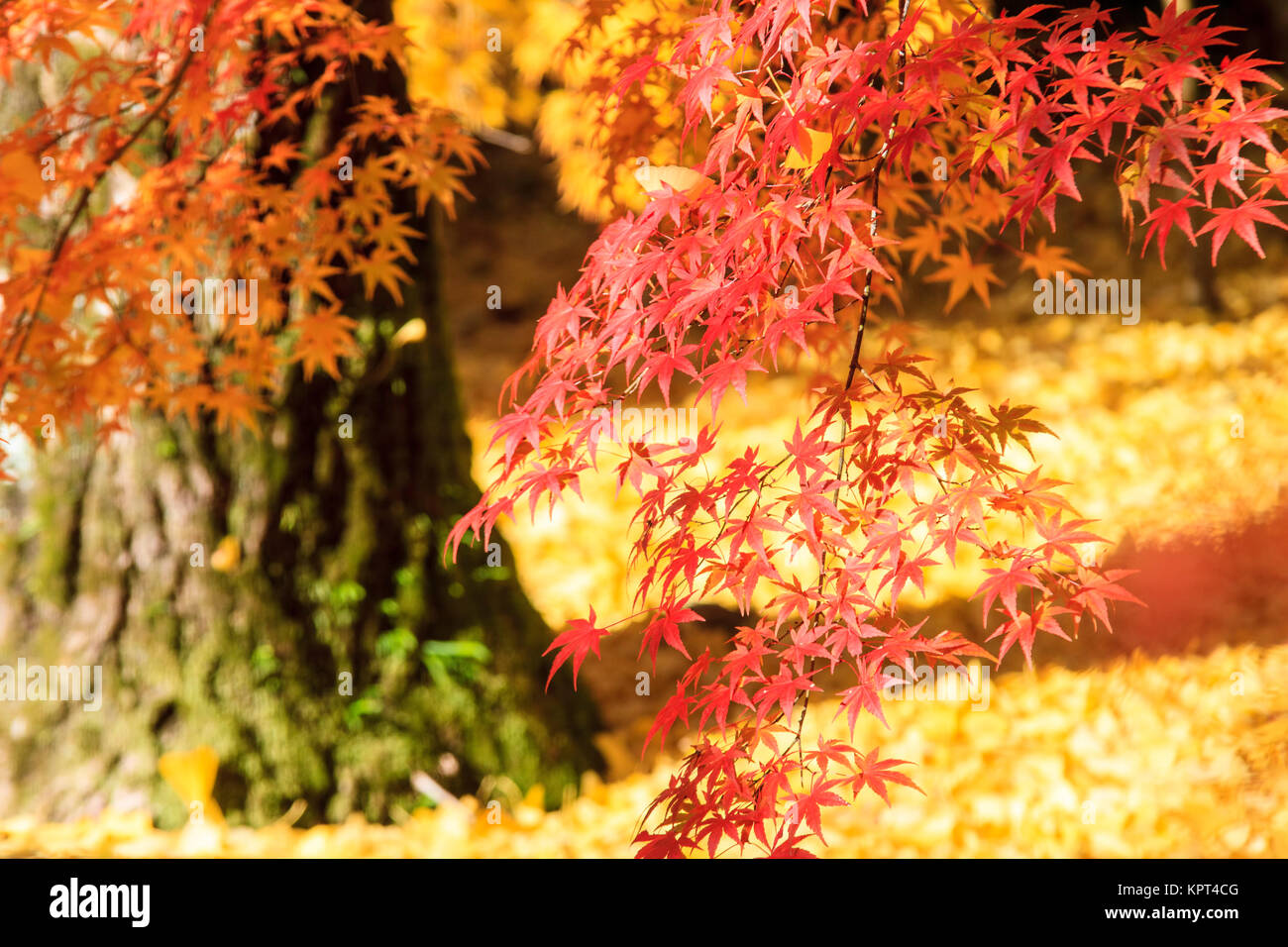 The maple season at fall with nice background color Stock Photo - Alamy