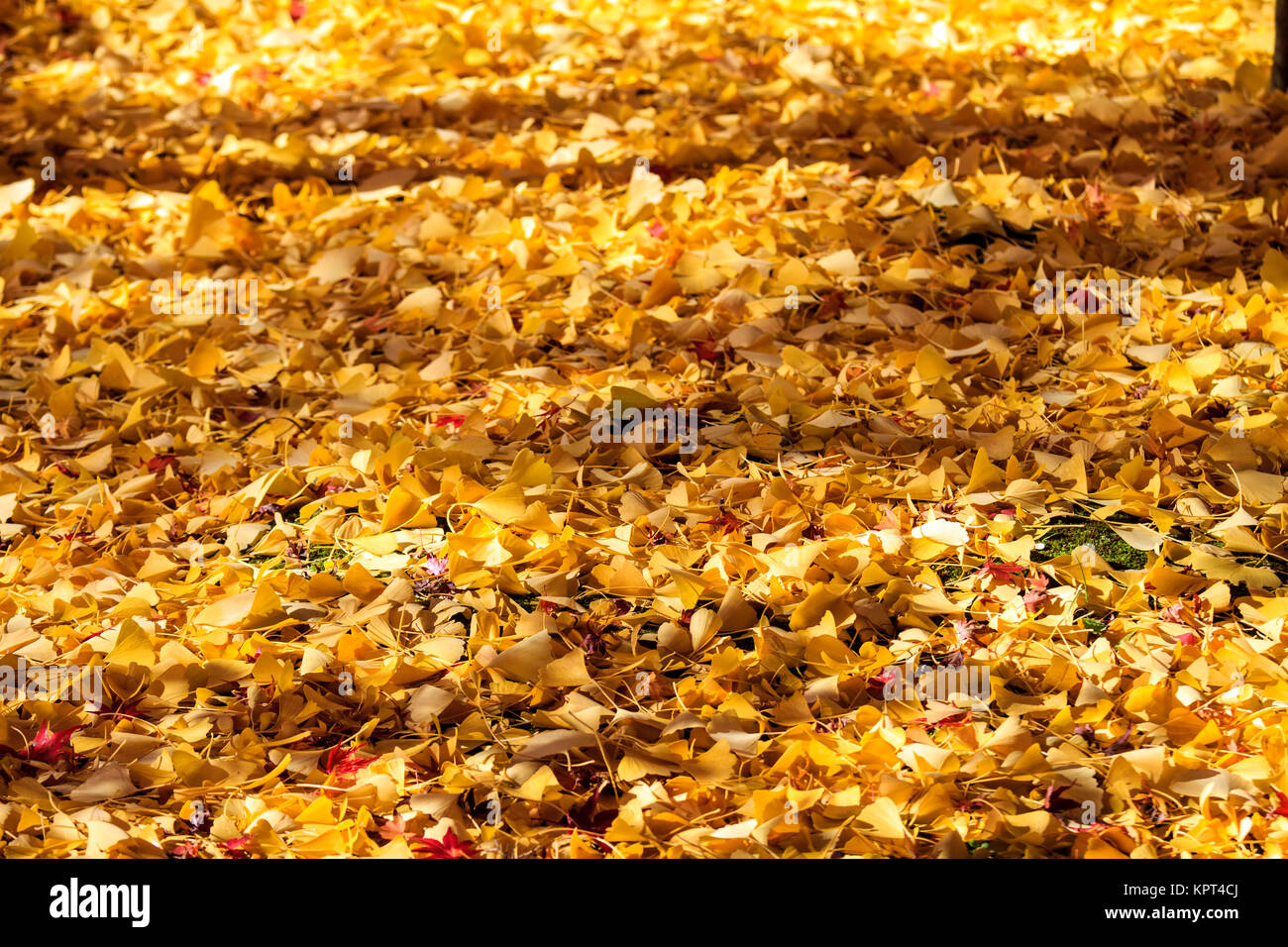 The maple season at fall with nice background color Stock Photo - Alamy