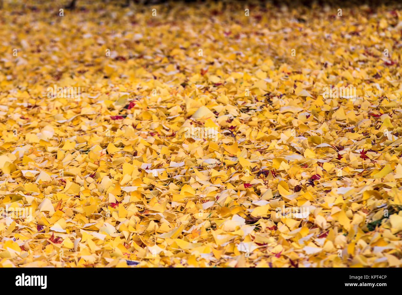 The maple season at fall with nice background color Stock Photo - Alamy