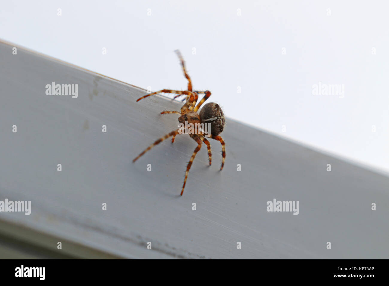 European garden spider on window frame Stock Photo - Alamy