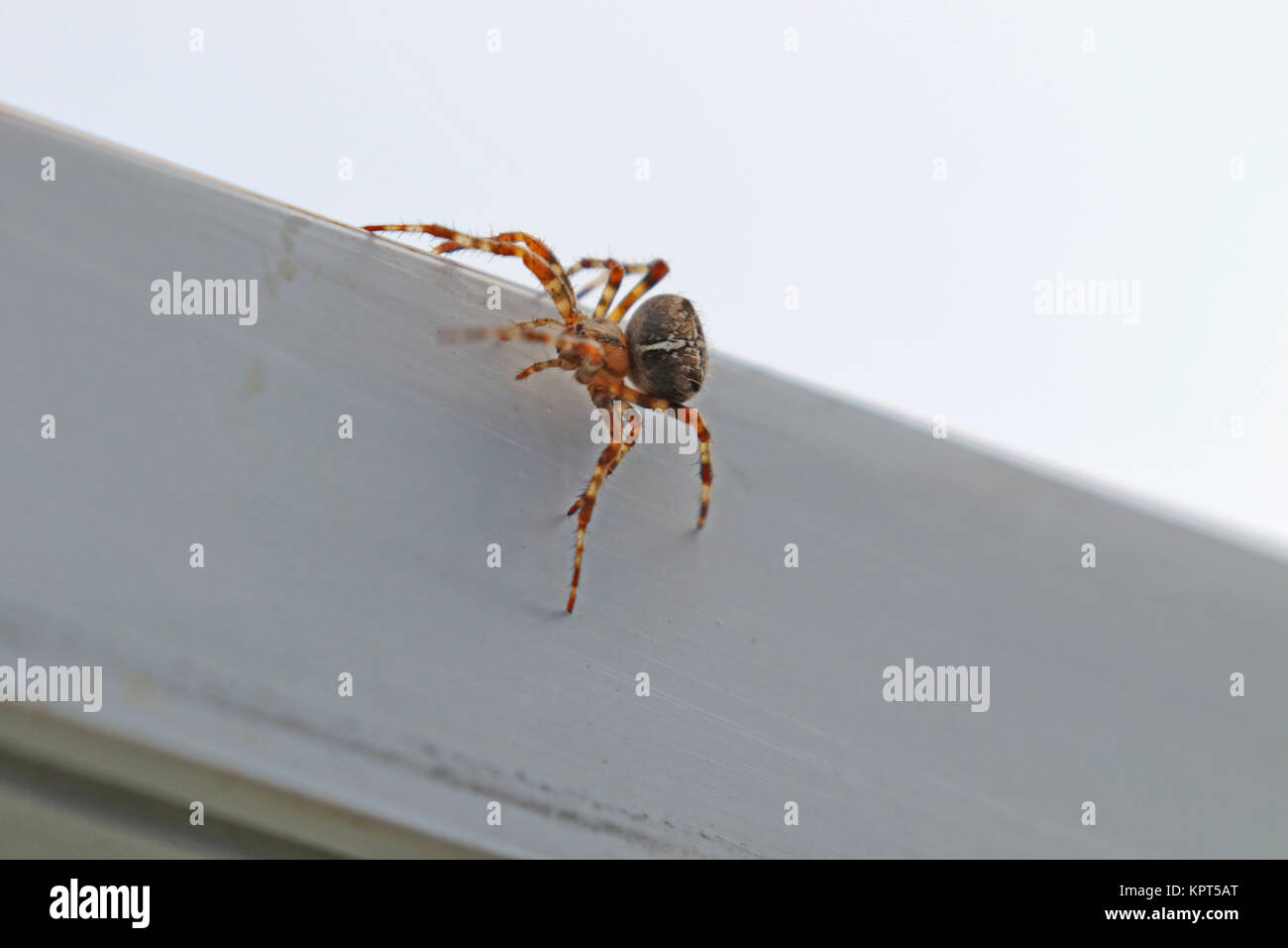 European garden spider on window frame Stock Photo - Alamy
