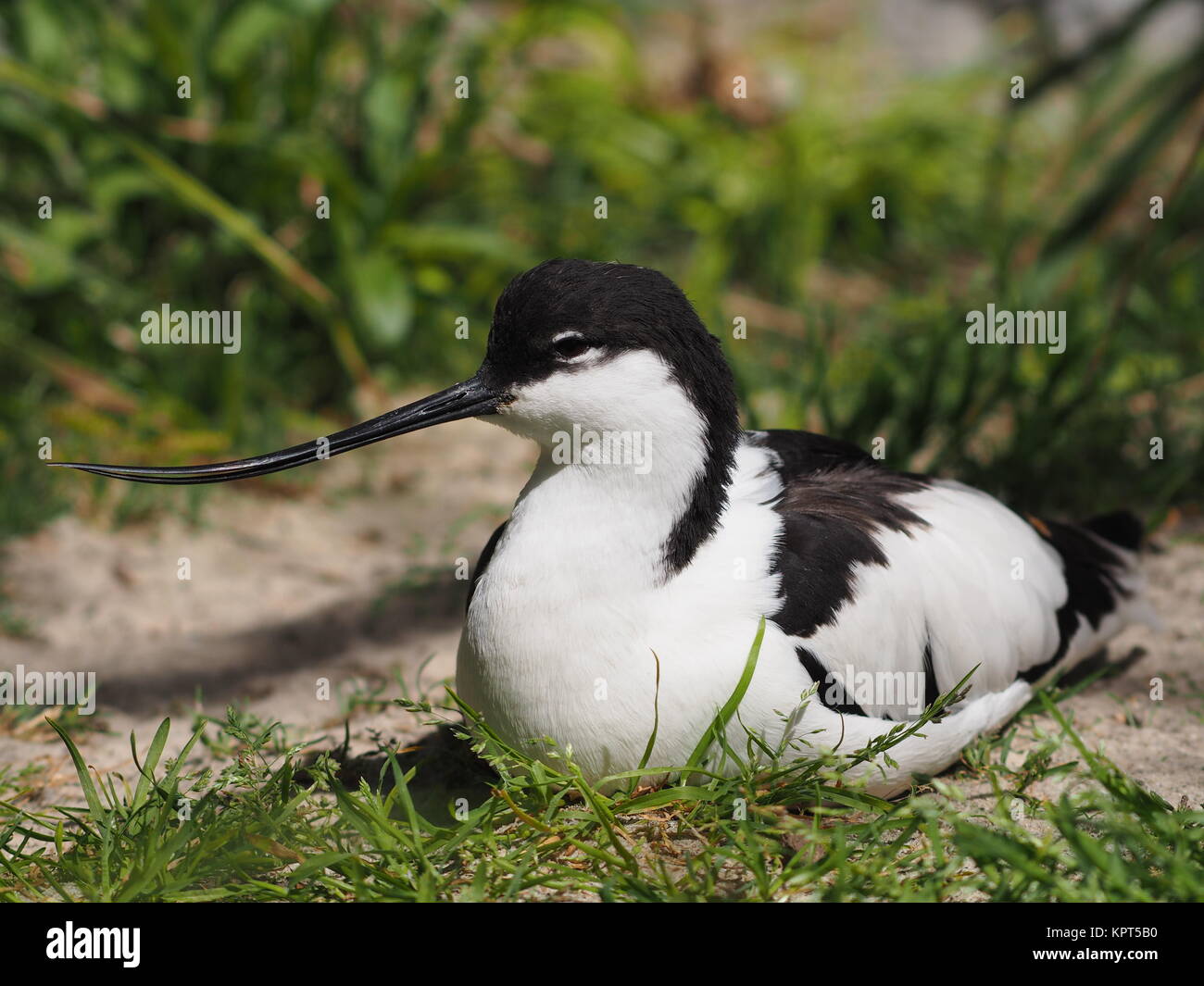 Saber beaks hi-res stock photography and images - Alamy