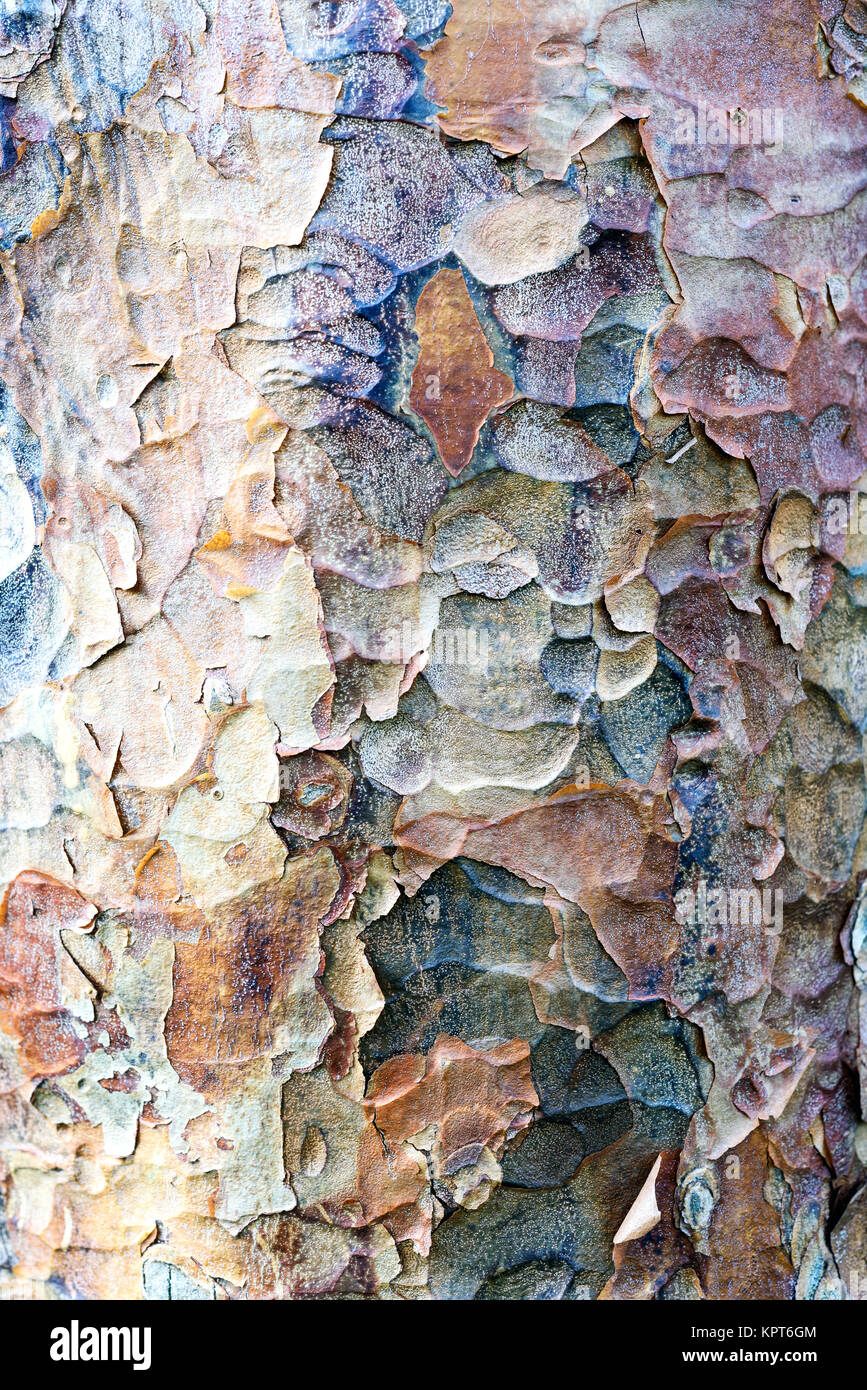 Mottled tree bark hi-res stock photography and images - Alamy