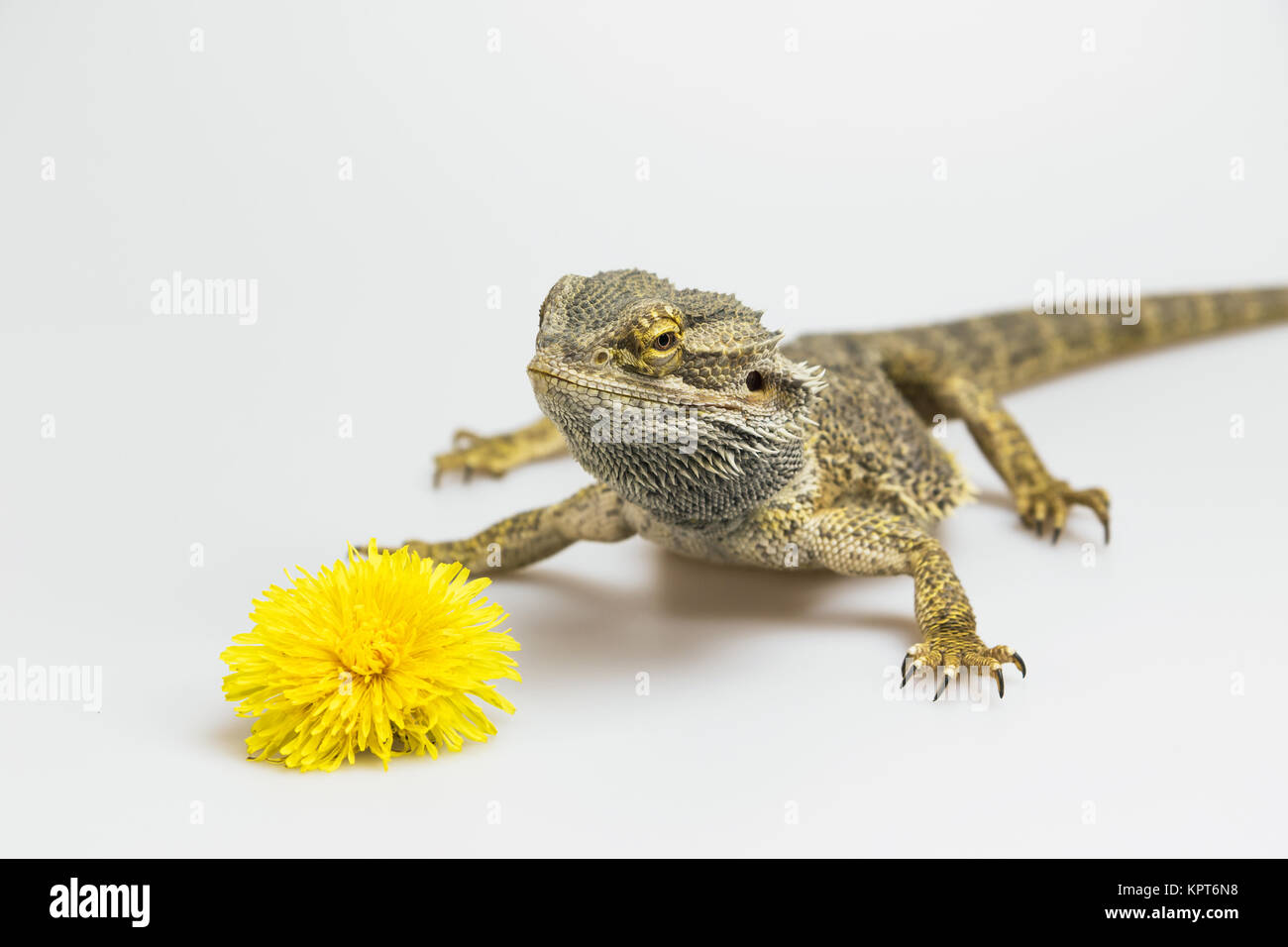 Agama lizard is standing on the light background. The yellow blossom of ...