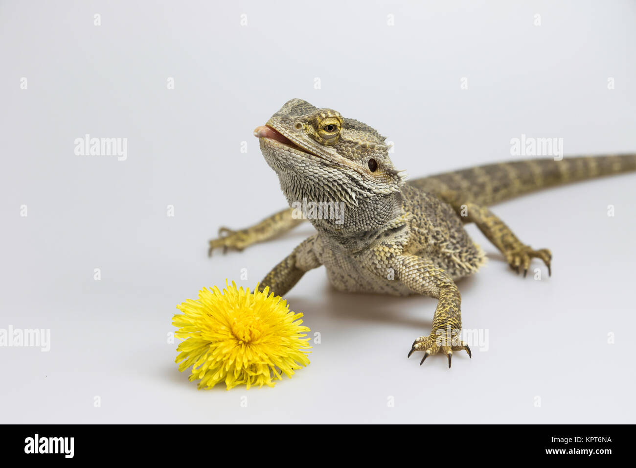 Agama lizard is standing on the light background. The yellow blossom of ...