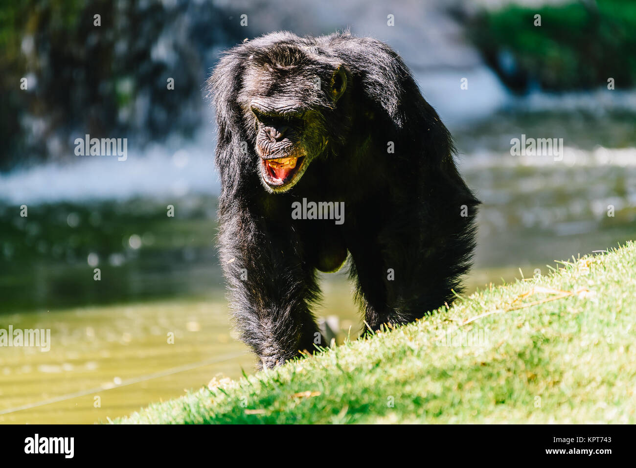 Portrait Of A Female Chimpanzee Walking Stock Photo - Alamy