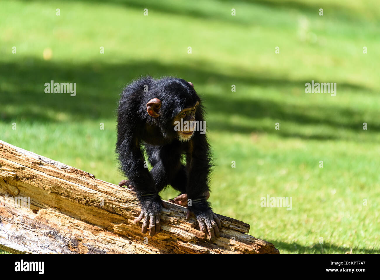 Portrait Of A Cute Baby Chimpanzee Stock Photo - Alamy