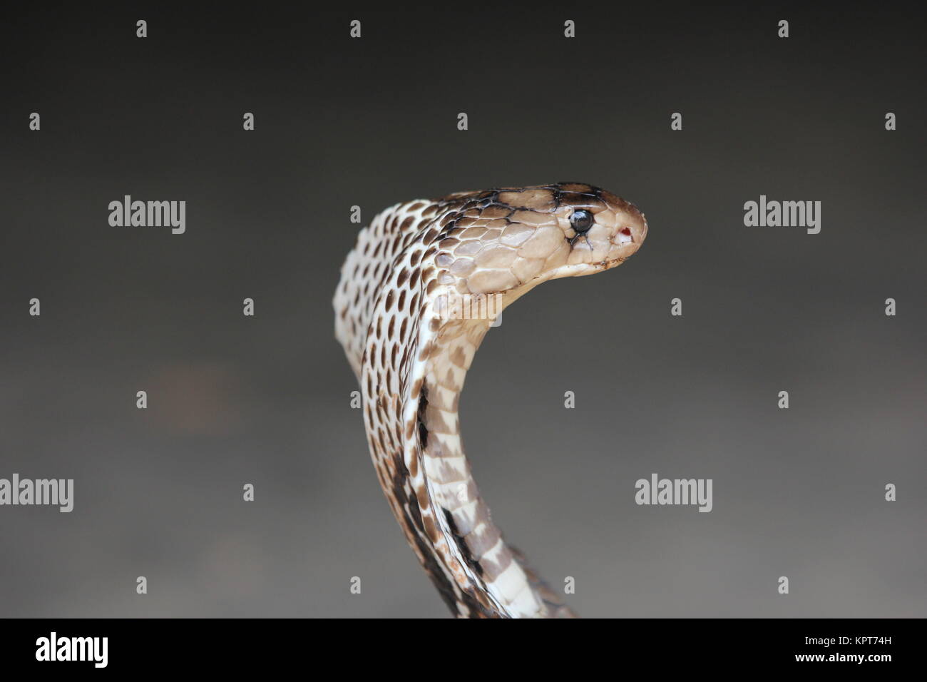 Snake aggressive hi-res stock photography and images - Alamy