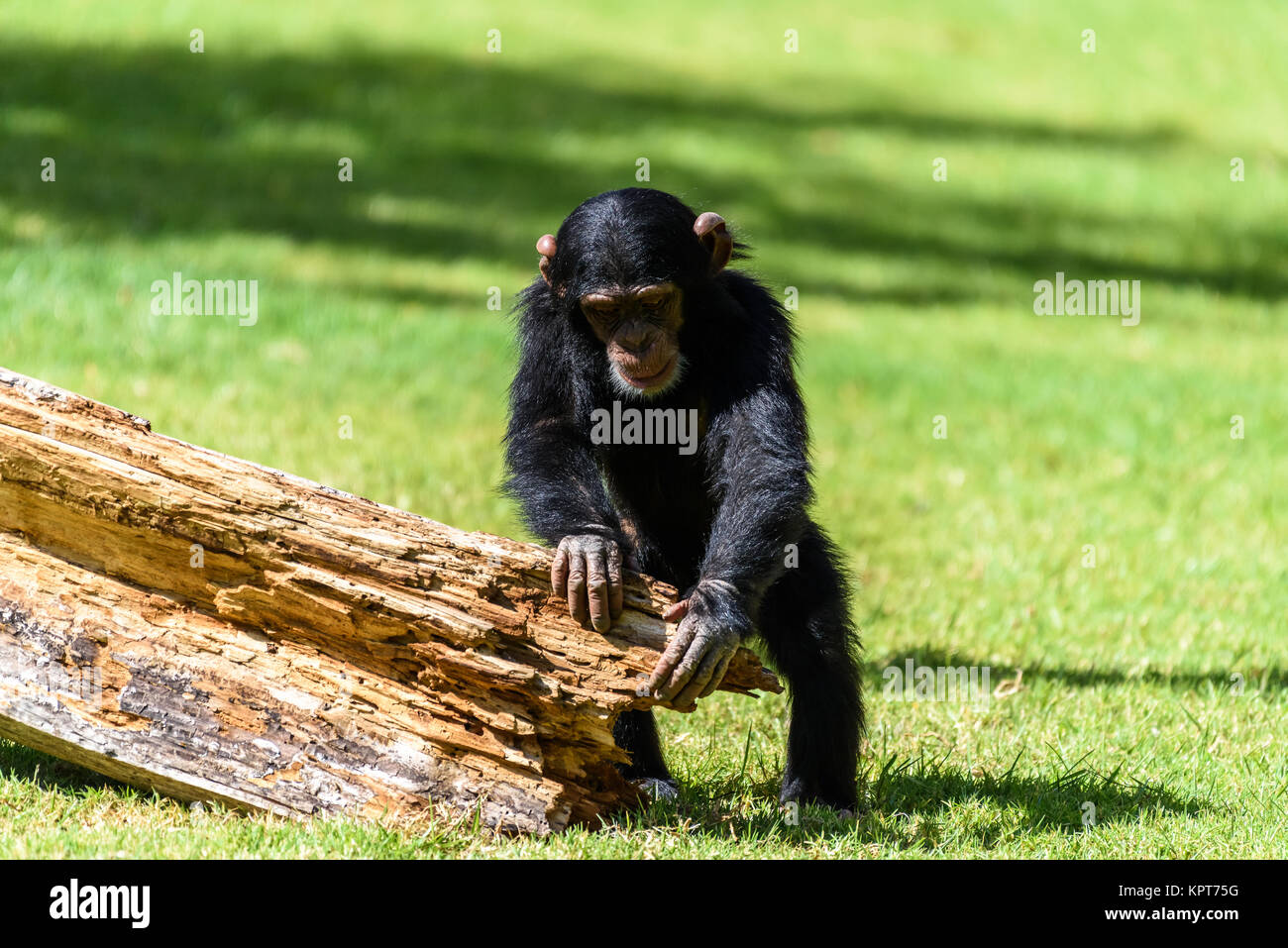 Portrait Of A Cute Baby Chimpanzee Stock Photo - Alamy
