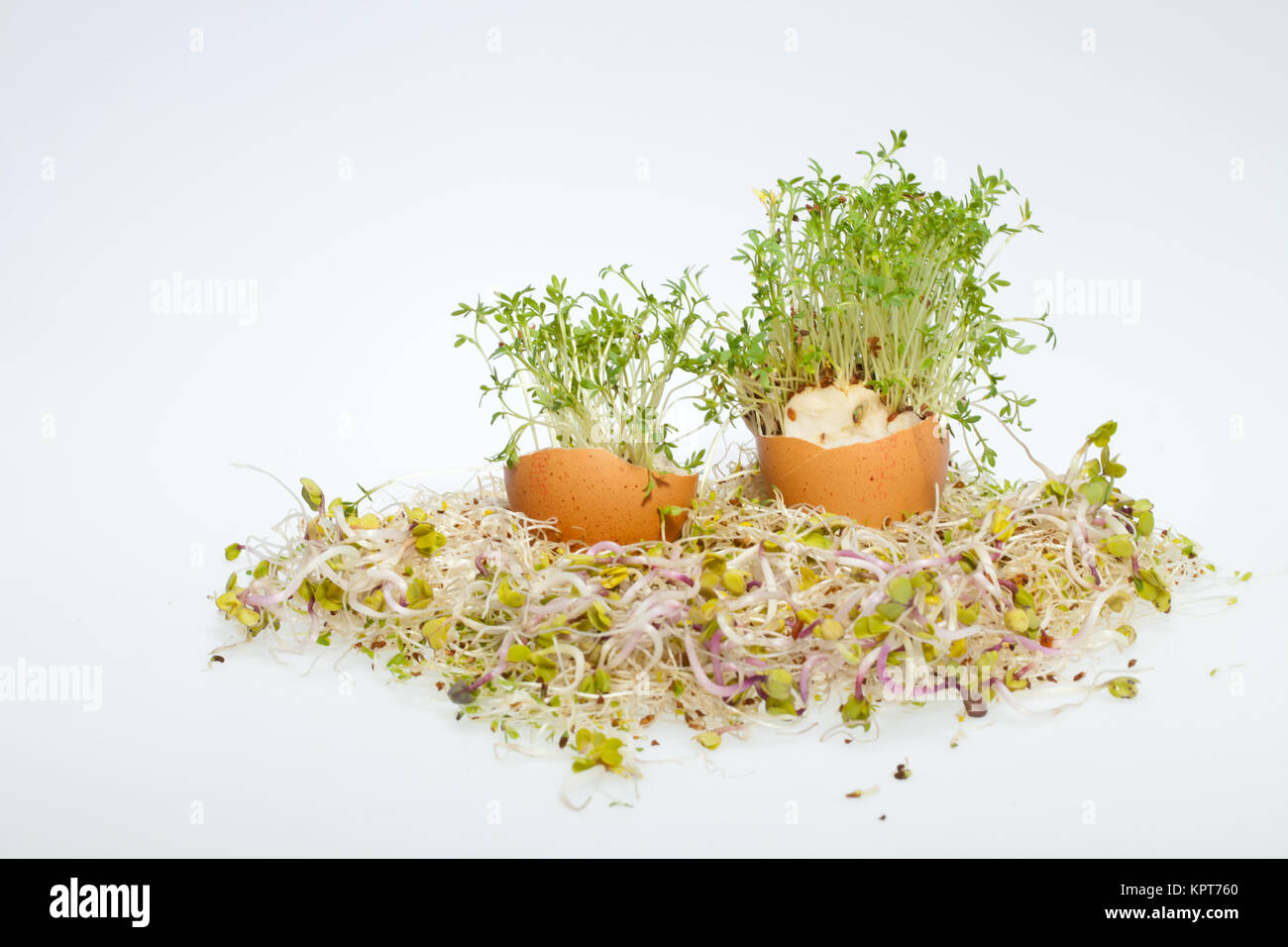 Fresh Alfalfa Sprouts and Spring Easter Egg Stock Photo - Alamy