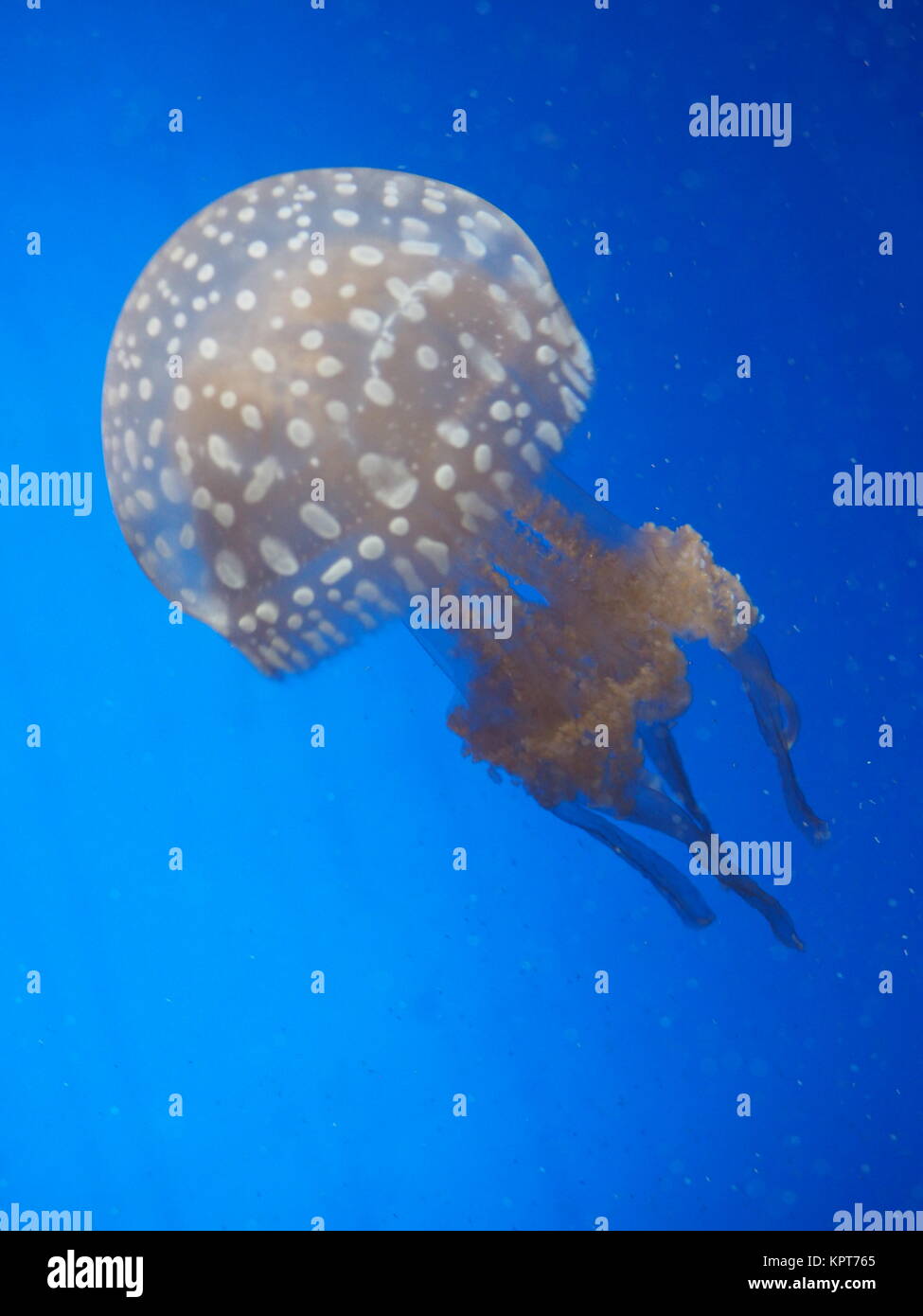 Dotted root mouth jellyfish Stock Photo - Alamy