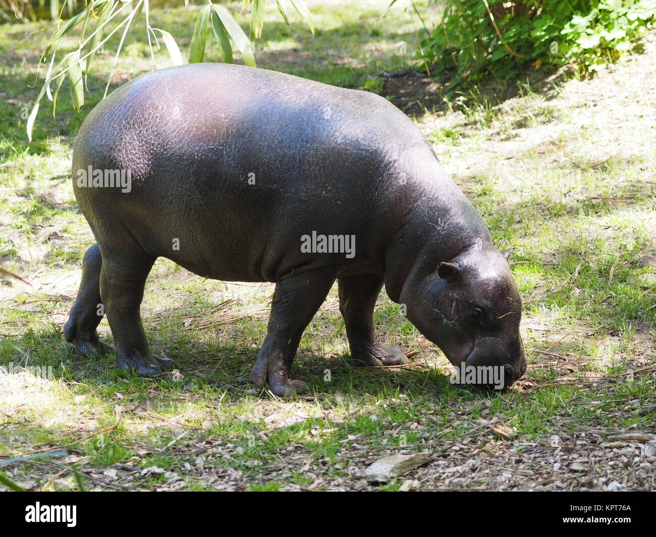 Dwarf river horse hi-res stock photography and images - Alamy