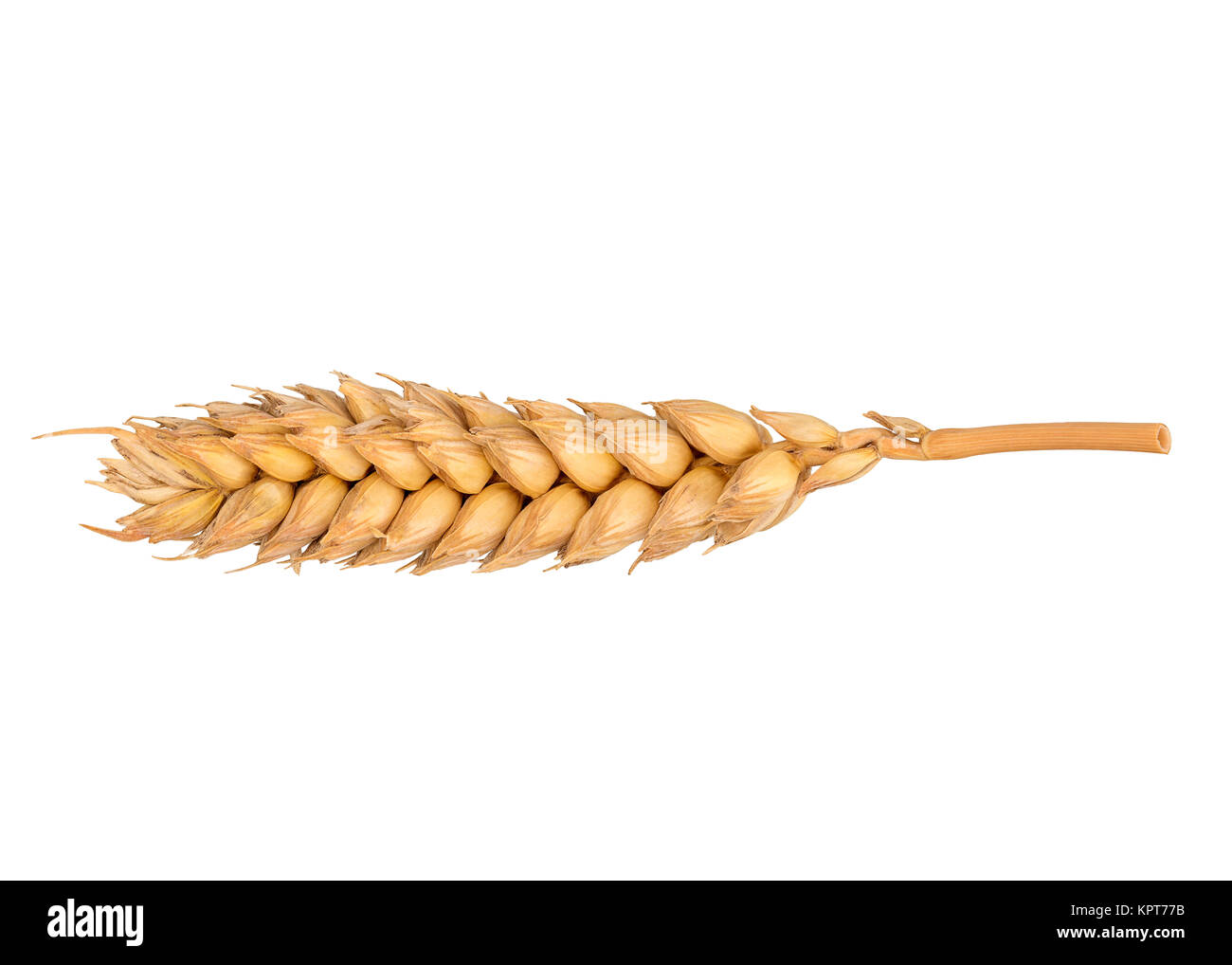 Perfect Cleaned Dried Wheat Ear Isolated on White Background in Full ...