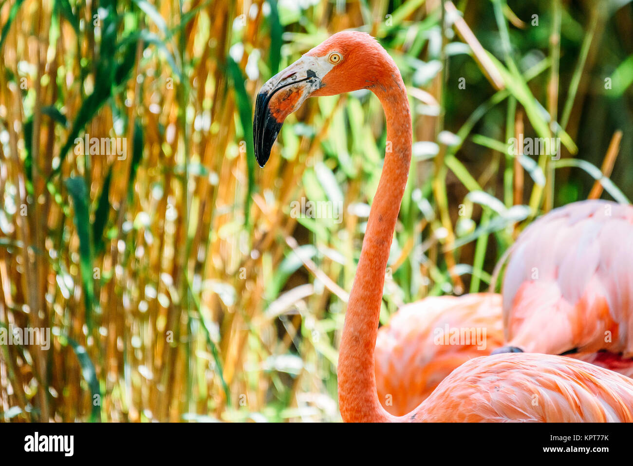 Pink Flamingo Bird Portrait In Wilderness Stock Photo - Alamy