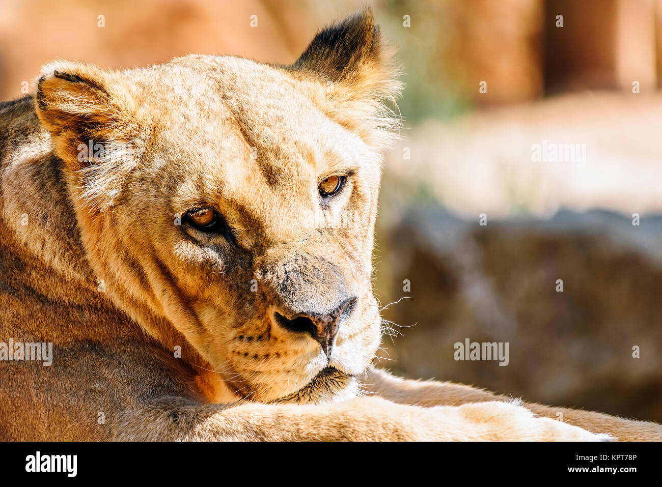 Closeup Portrait Of Female Lion Stock Photo - Alamy