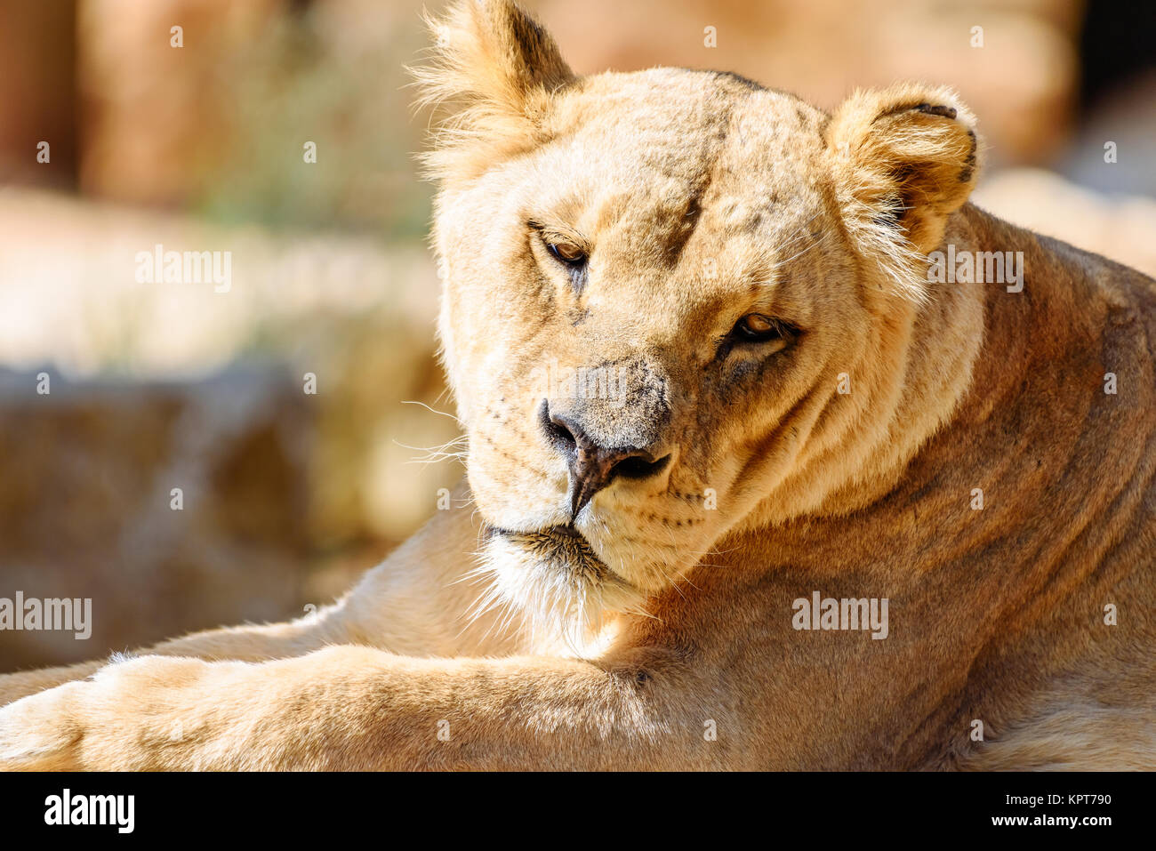 Closeup Portrait Of Female Lion Stock Photo - Alamy