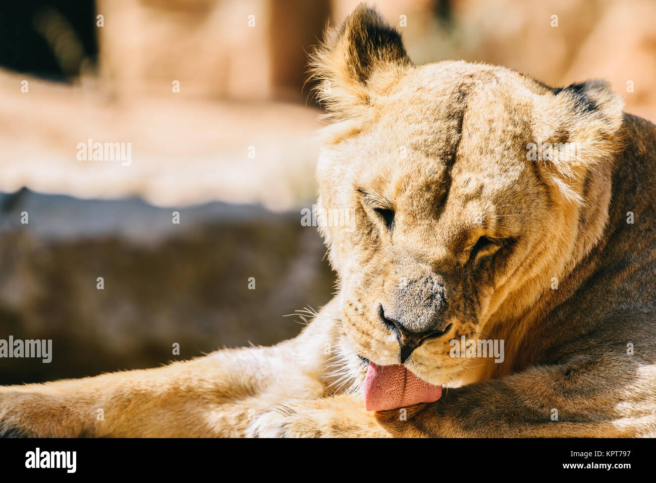 Closeup Portrait Of Female Lion Stock Photo - Alamy