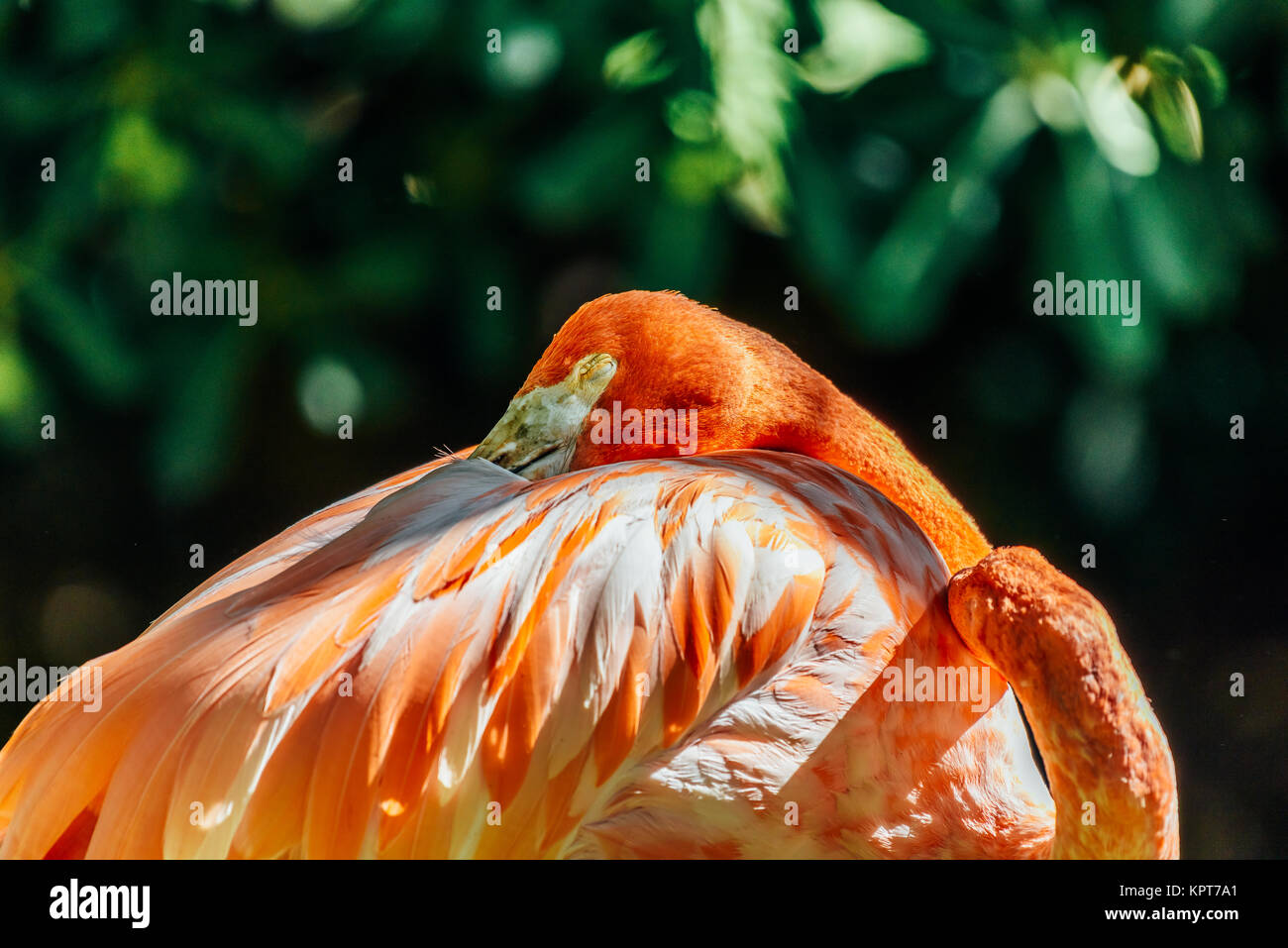 Bird pink color hi-res stock photography and images - Alamy
