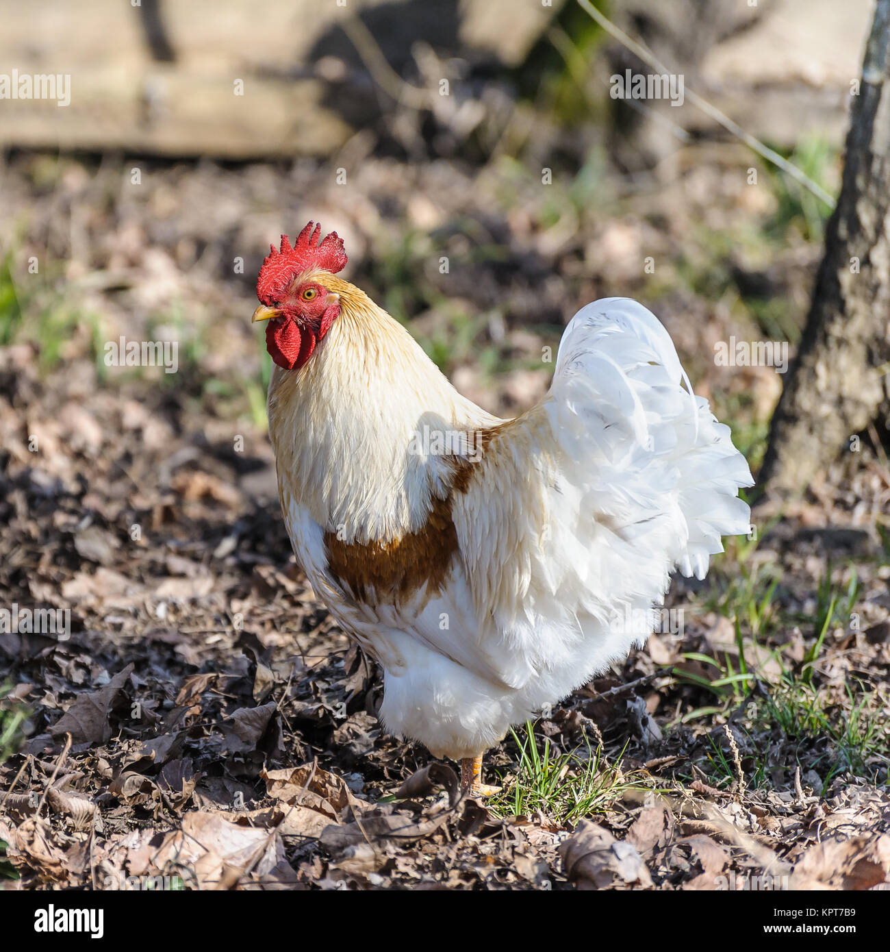 Clucking hi-res stock photography and images - Alamy