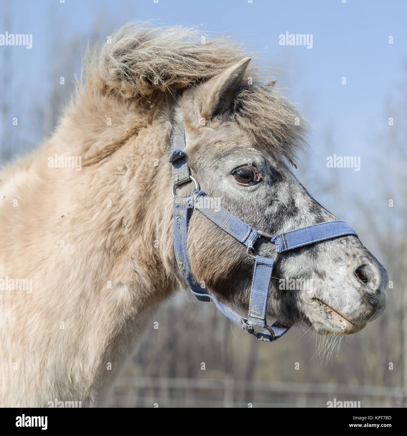 Closeup portrait of a beautiful horse pony Stock Photo - Alamy