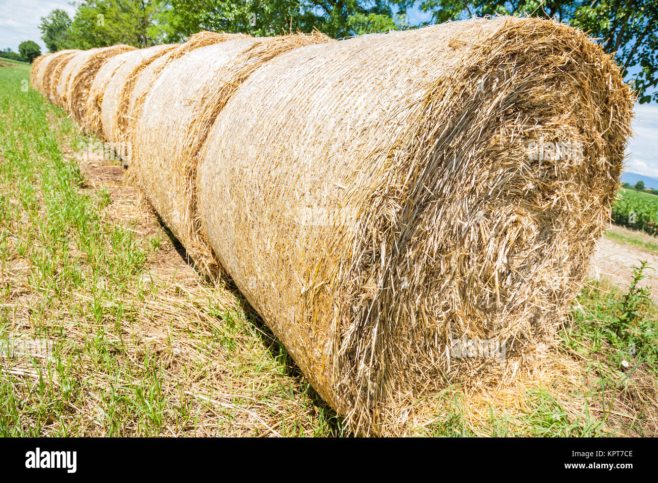 Hay bales in line drying in the sun Stock Photo - Alamy