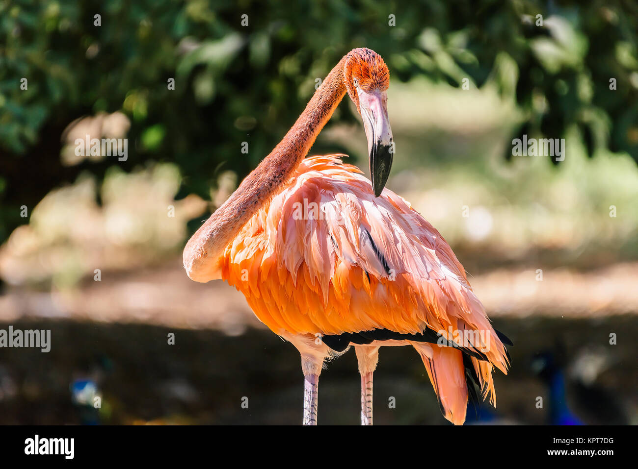 Exotic color bird hi-res stock photography and images - Alamy