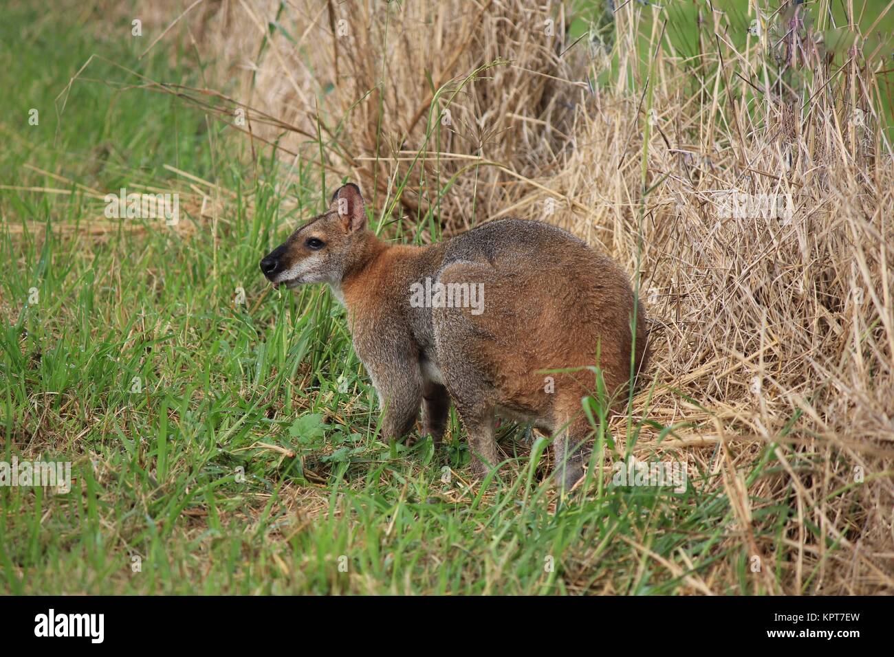 Small kangaroo grazing. Photographed on a farm in New South Wales ...