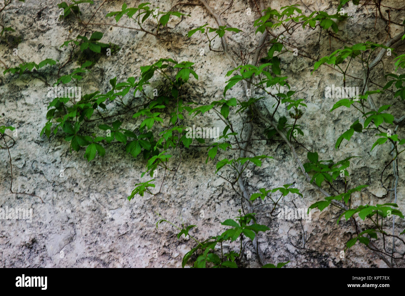 wrapped in wild vines and leaves in rock Stock Photo - Alamy