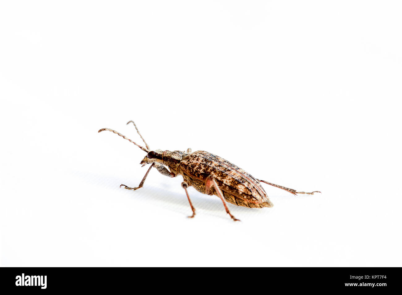 Buck beetle hi-res stock photography and images - Alamy