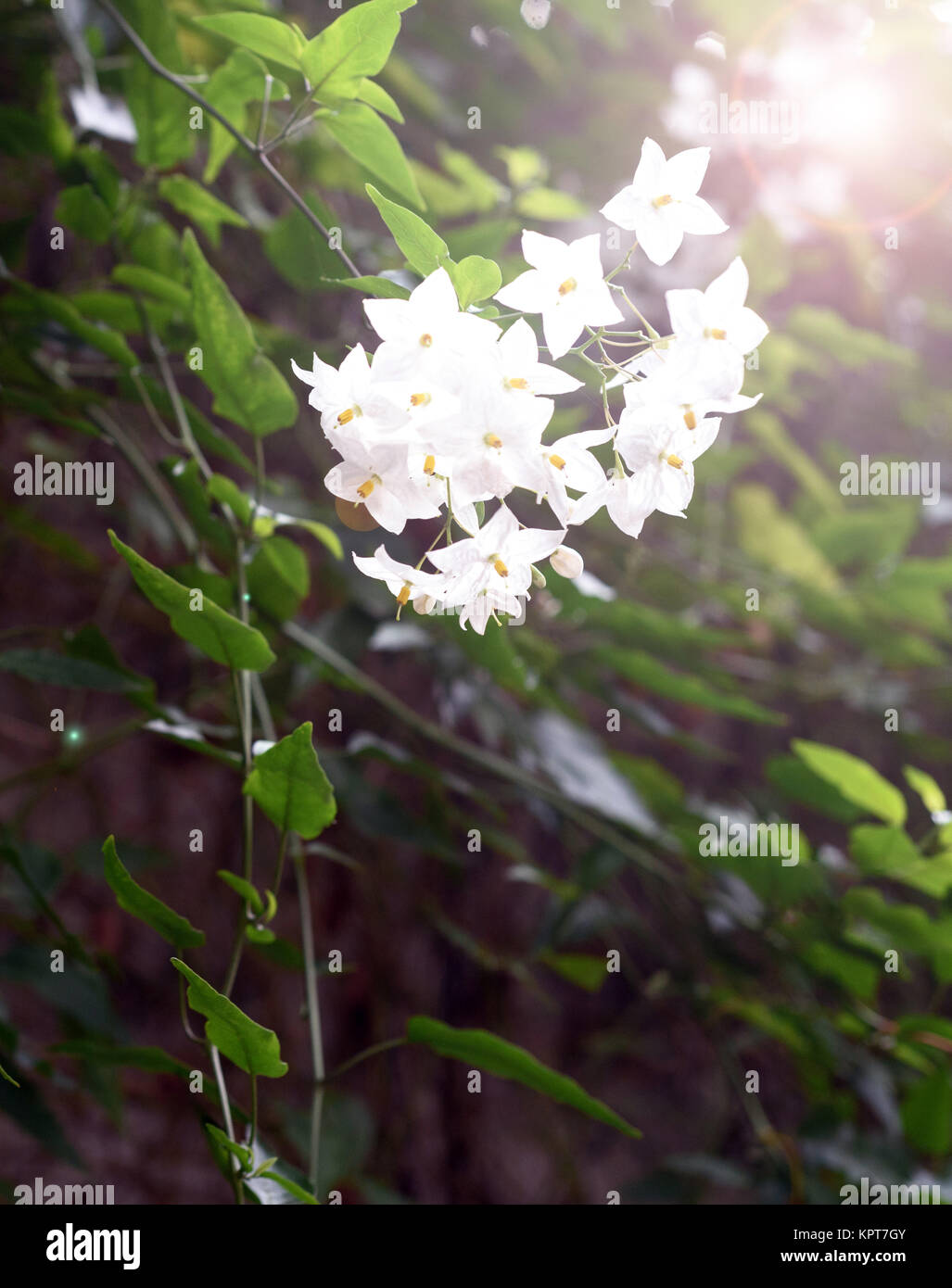 Wild white flower growing as part of a climbing plant Stock Photo - Alamy