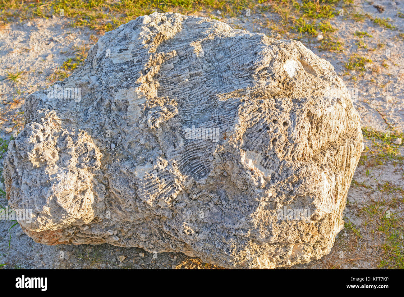 Shell Limestone in the Florida Keys Stock Photo - Alamy