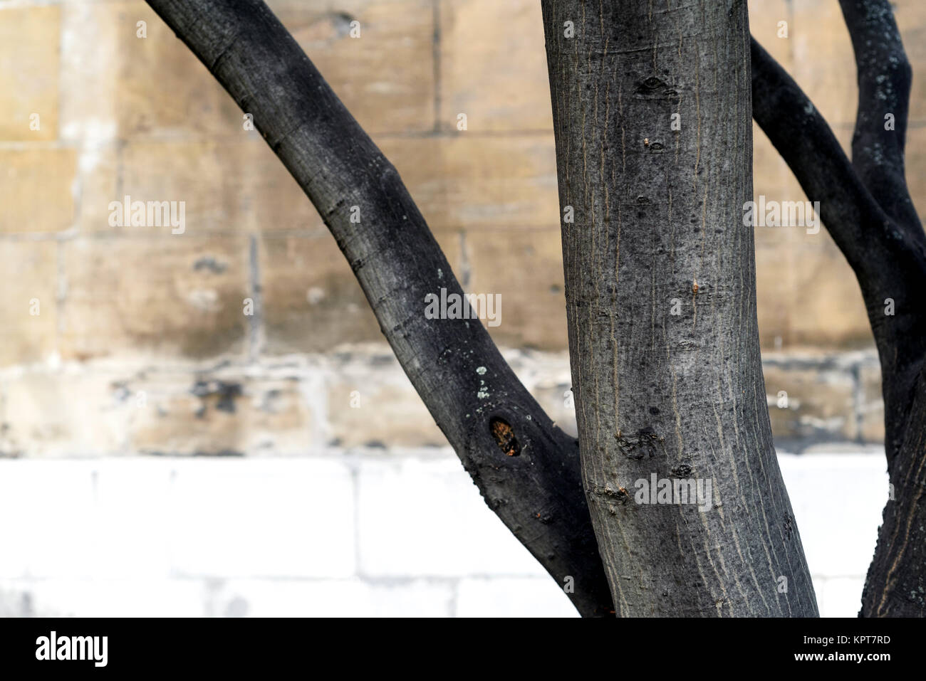 Dark brown tree trunk in nature with a brown and white wall background ...