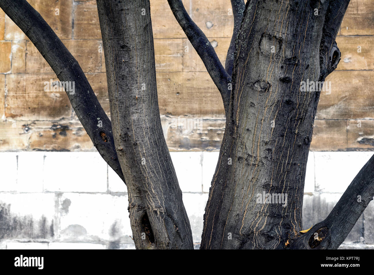 Dark brown tree trunk in nature with a brown and white wall background ...