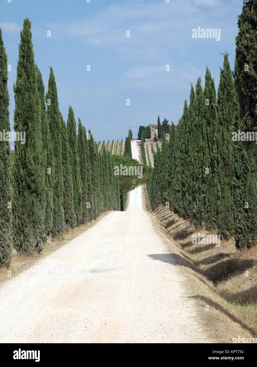 Cypress trees growing in the tuscan landscape hi-res stock photography ...