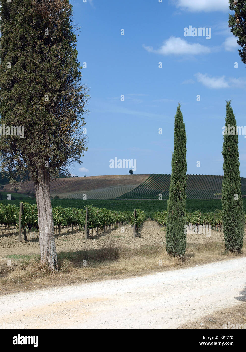 Cypress trees growing in the tuscan landscape hi-res stock photography ...