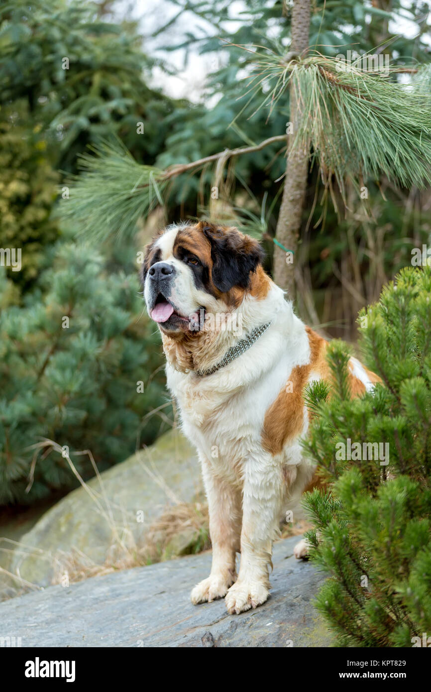 St bernard face hi-res stock photography and images - Alamy