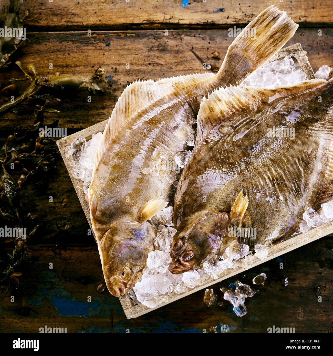 Two freshly caught flatfish, either halibut or sole, in a crate of ...