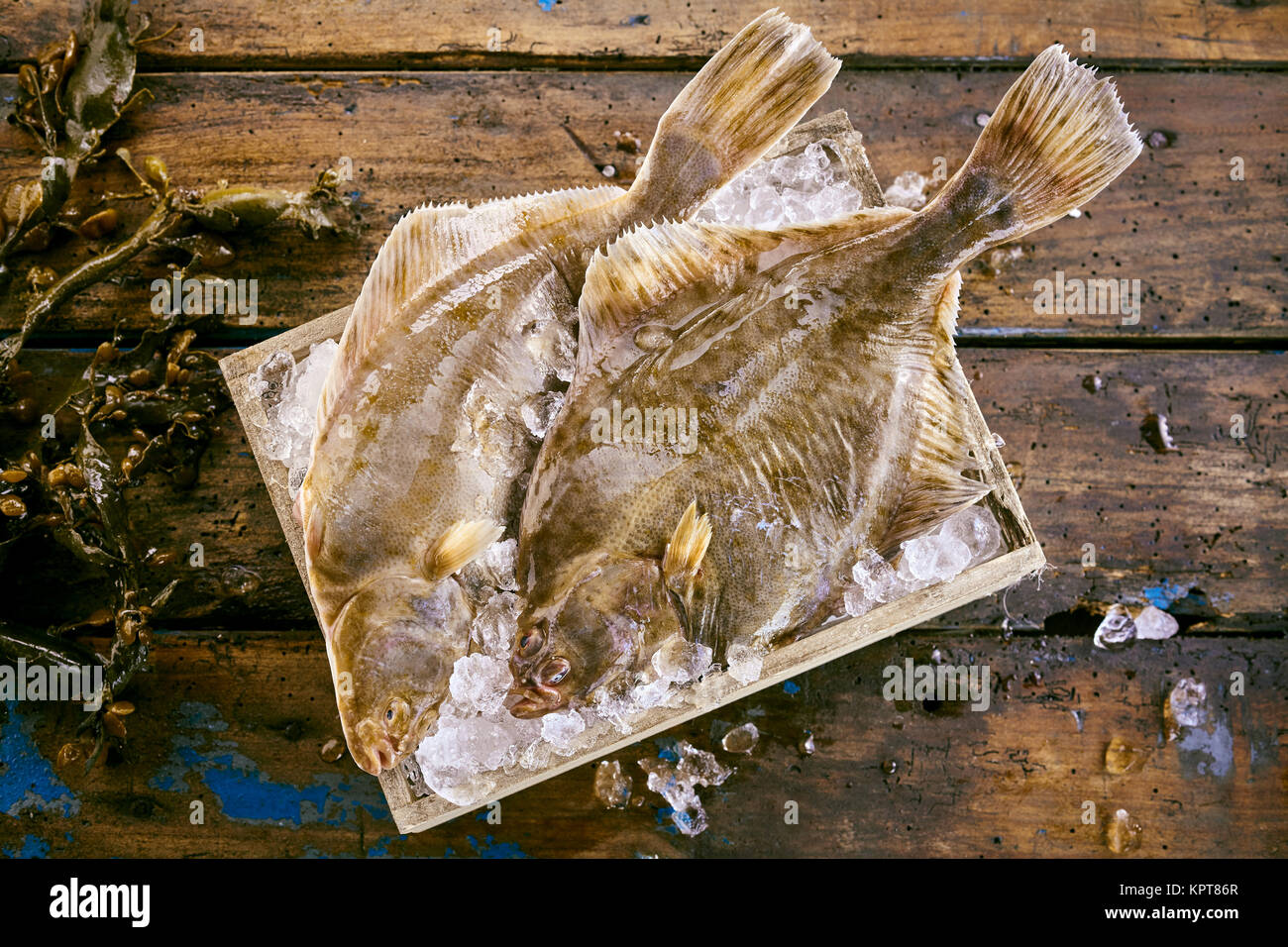 Two fresh flatfish on ice in a wooden box to preserve their freshness ...