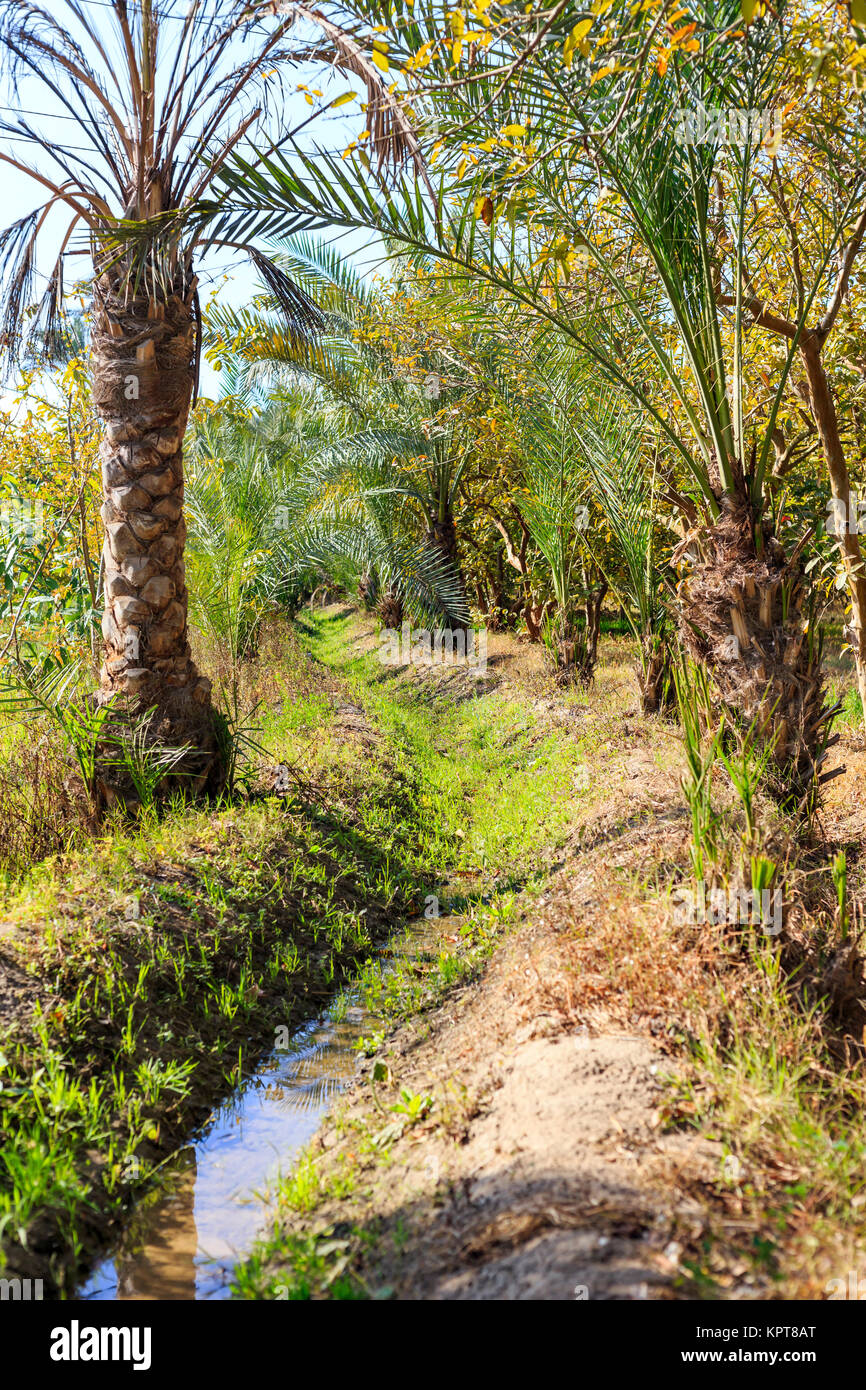 Palms tree in small village,Egypt Stock Photo - Alamy