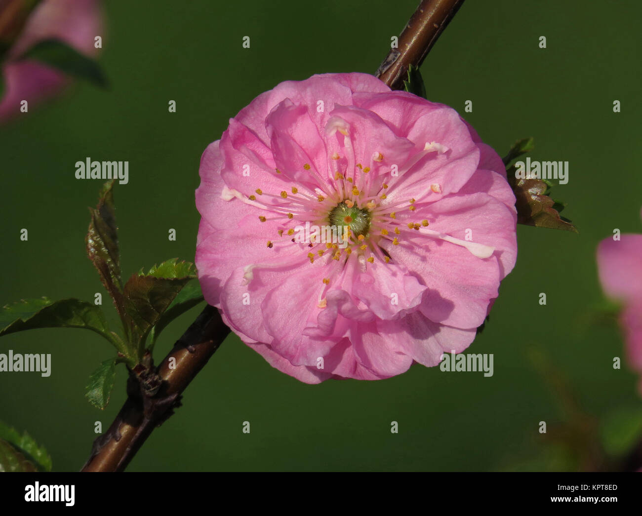 Blooming almond prunus triloba hi-res stock photography and images - Alamy