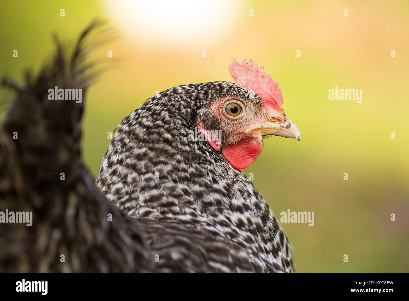 Spotted house chicken / spotted chicken Stock Photo - Alamy