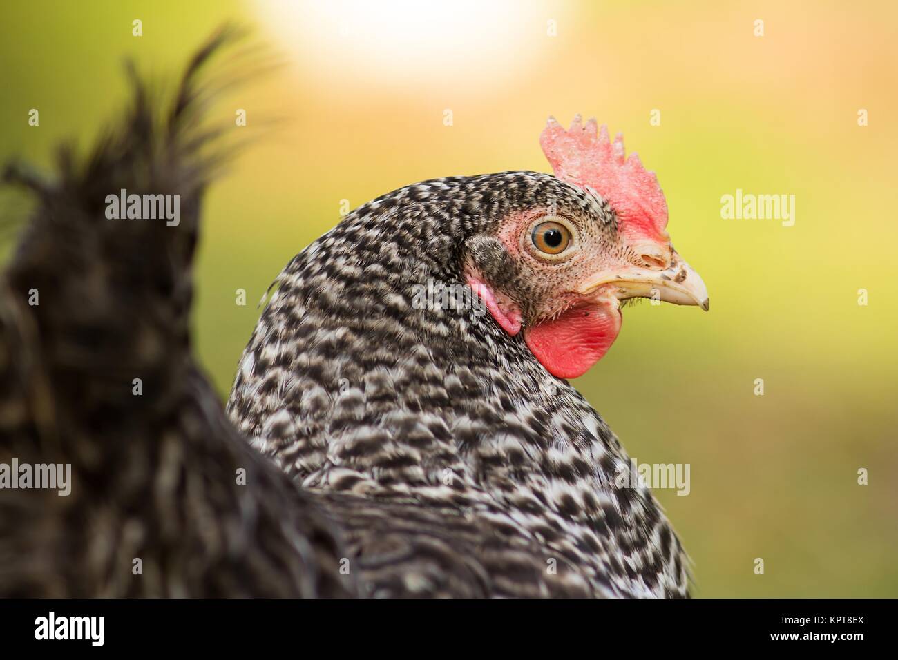 Spotted house chicken / spotted chicken Stock Photo - Alamy